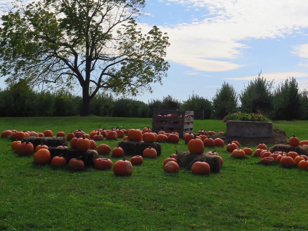 Leatherwing Bat – Tune to DAC – Dulcimer Jambalaya