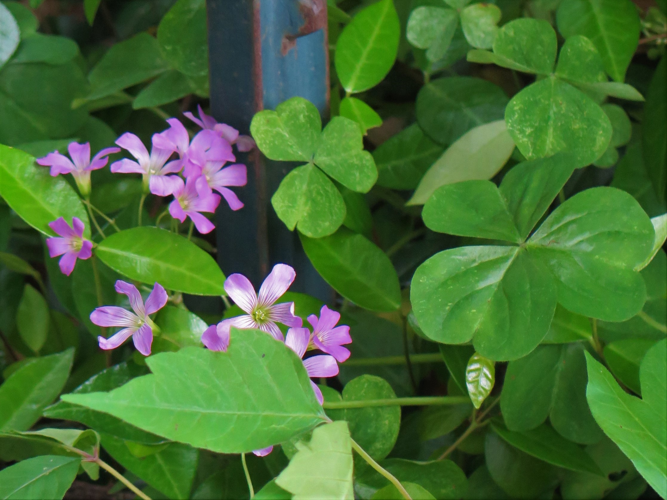 The May Day Carol – Dulcimer Jambalaya