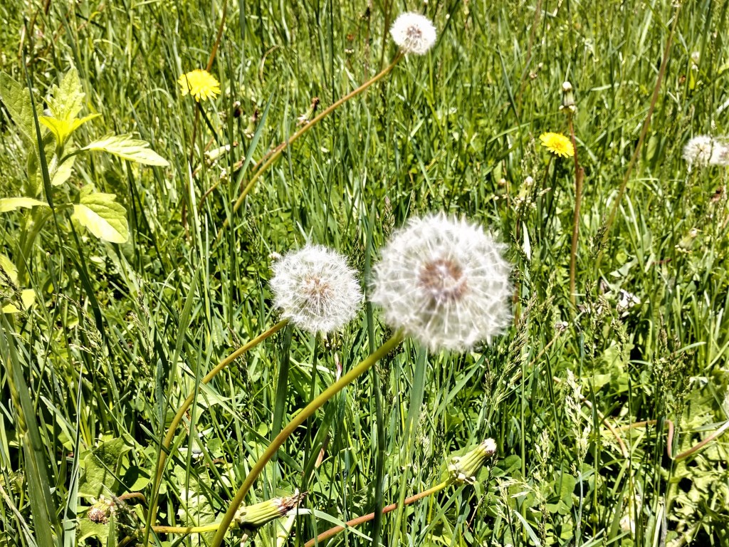 Exploring Dulcimer Tunings and Strings with “This Is My Father’s World ...
