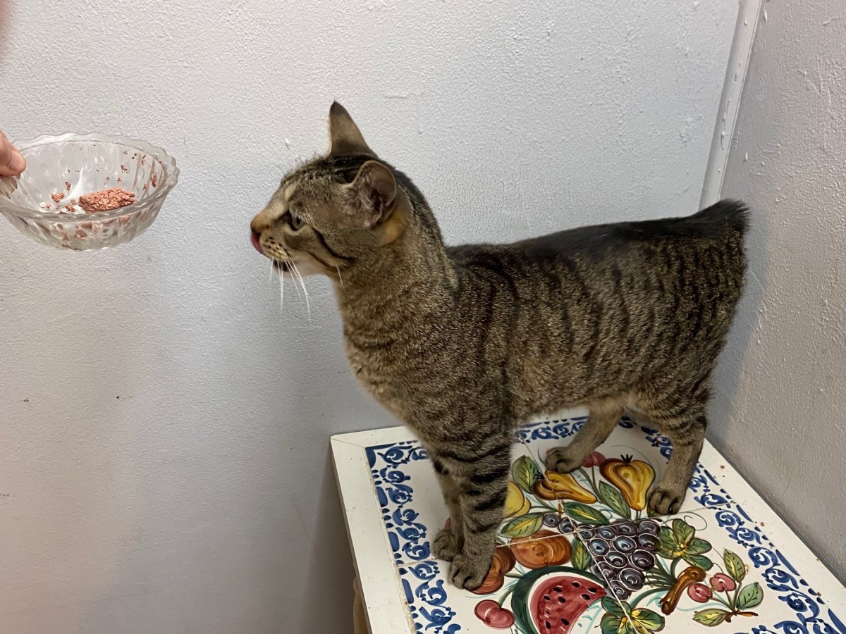 The Manx Cat Song for Dulcimer – Dulcimer Jambalaya