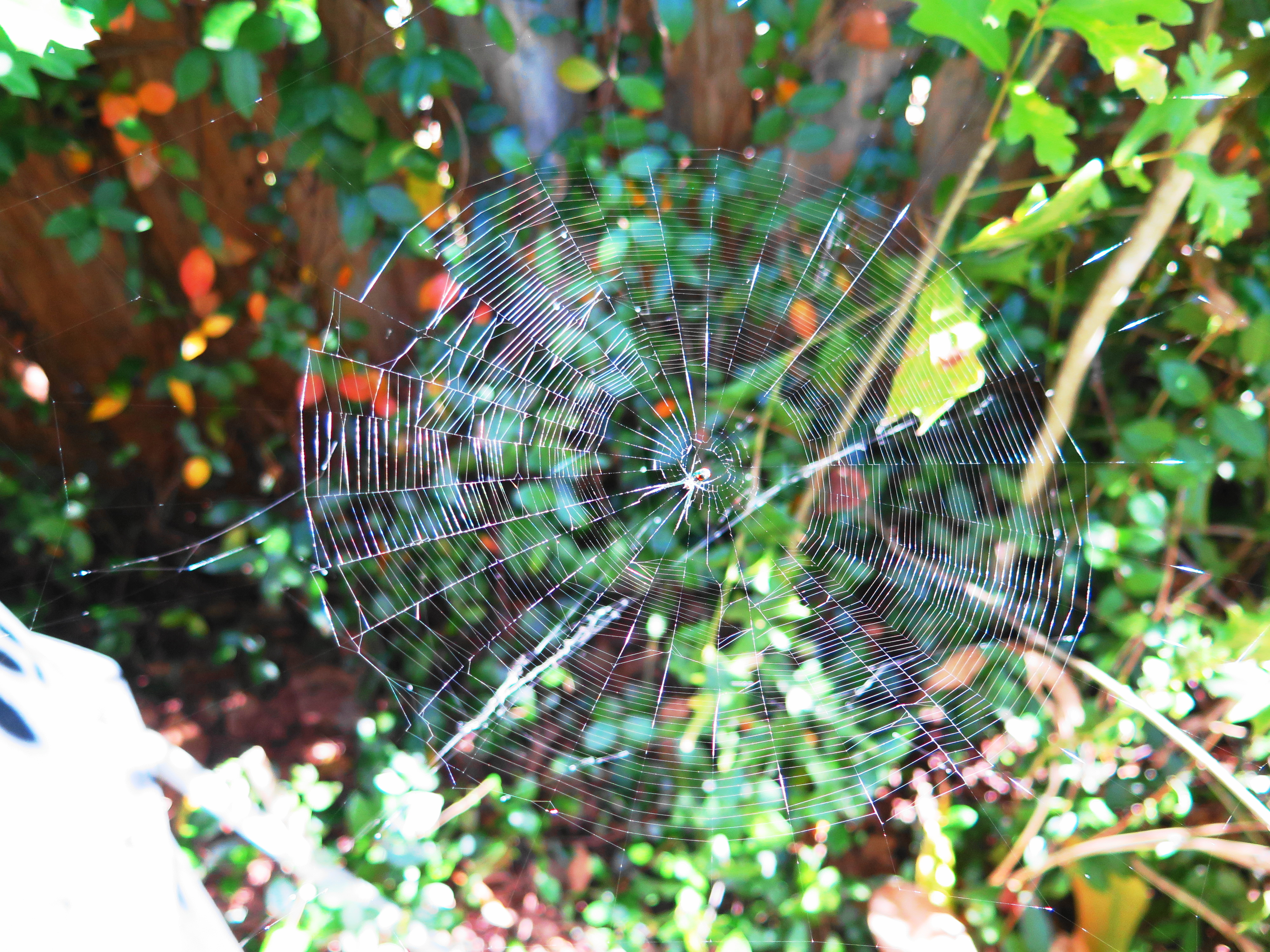 A Riff on Itsy Bitsy Spider in Aeolian Mode – Dulcimer Jambalaya